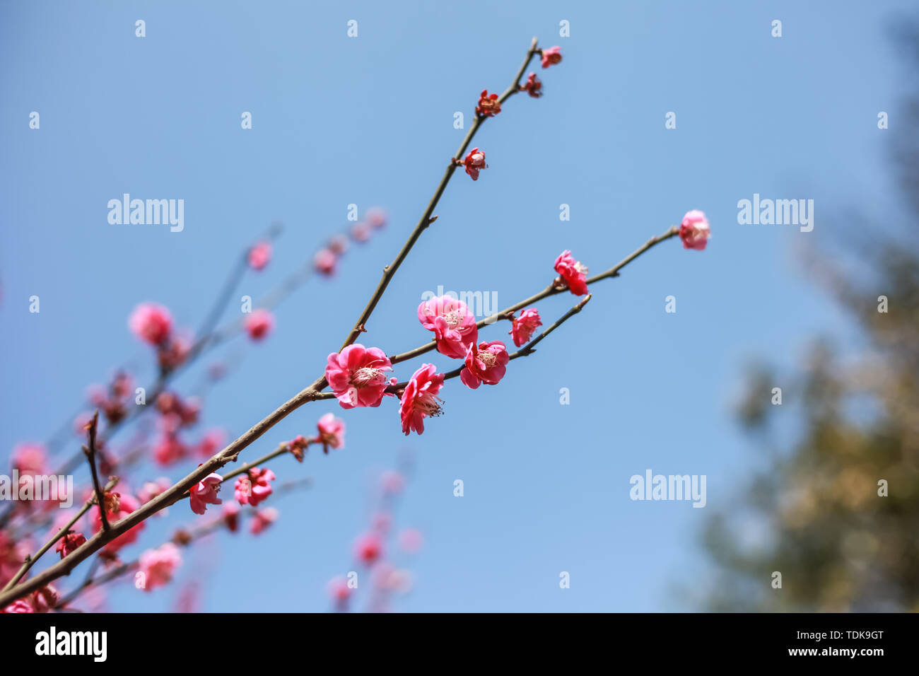 Pure plum hi-res stock photography and images - Alamy