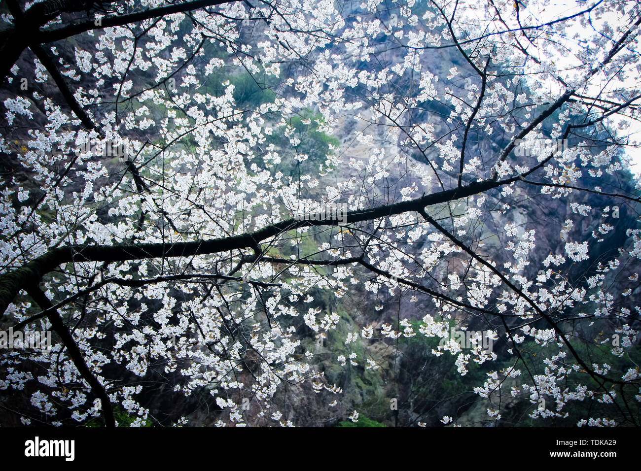 Photographer: Hu Wenkai Stock Photo - Alamy