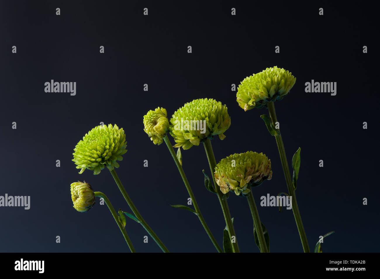 Mini chrysanthemum hi-res stock photography and images - Alamy