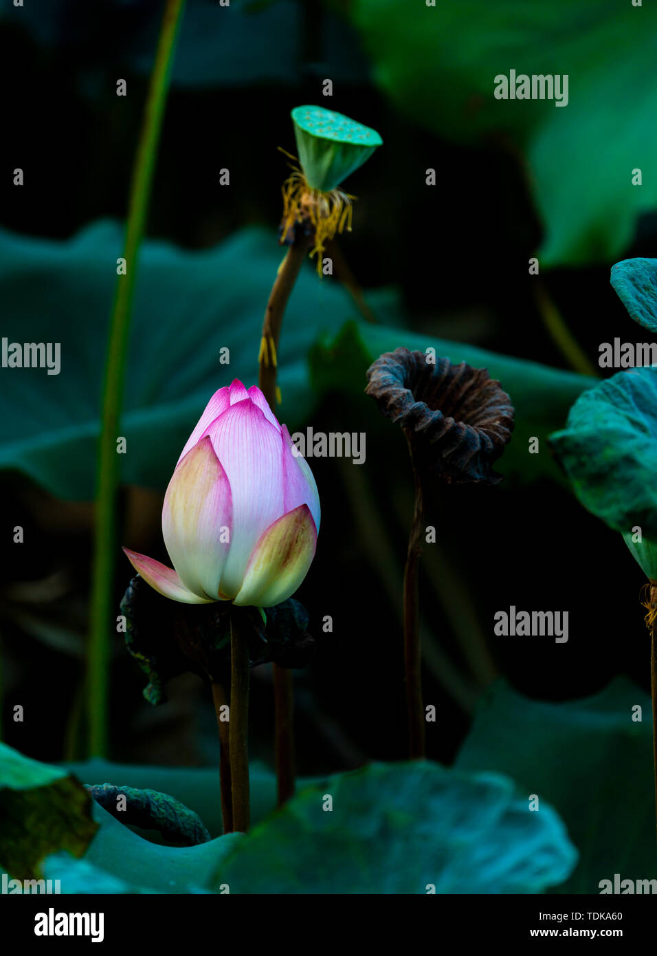 Summer lotus in foreign countries hi-res stock photography and images ...
