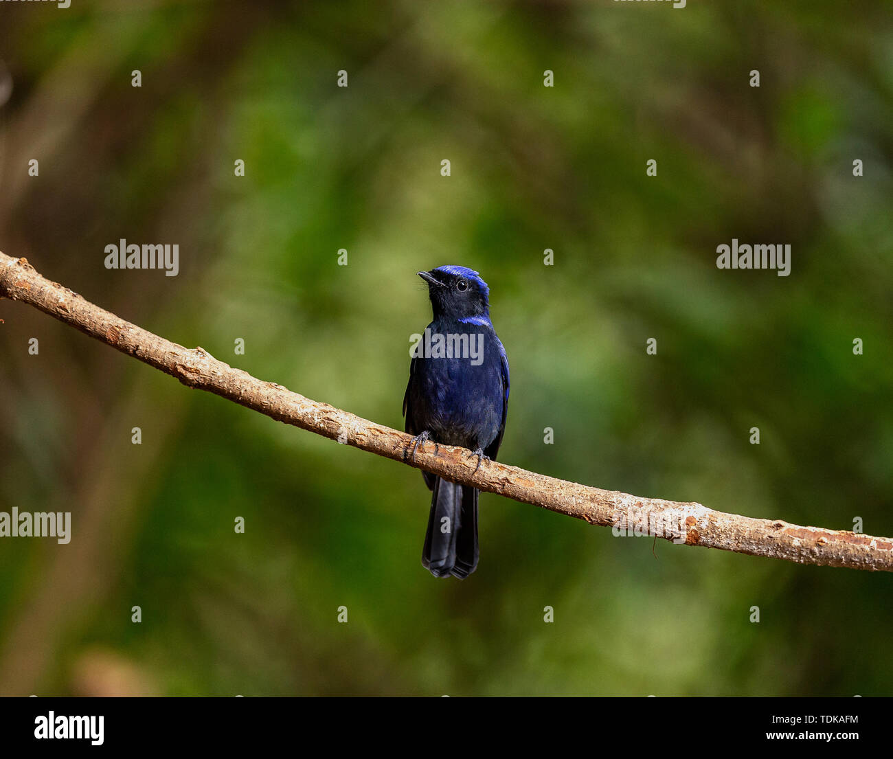 Fairy flycatcher hi-res stock photography and images - Alamy