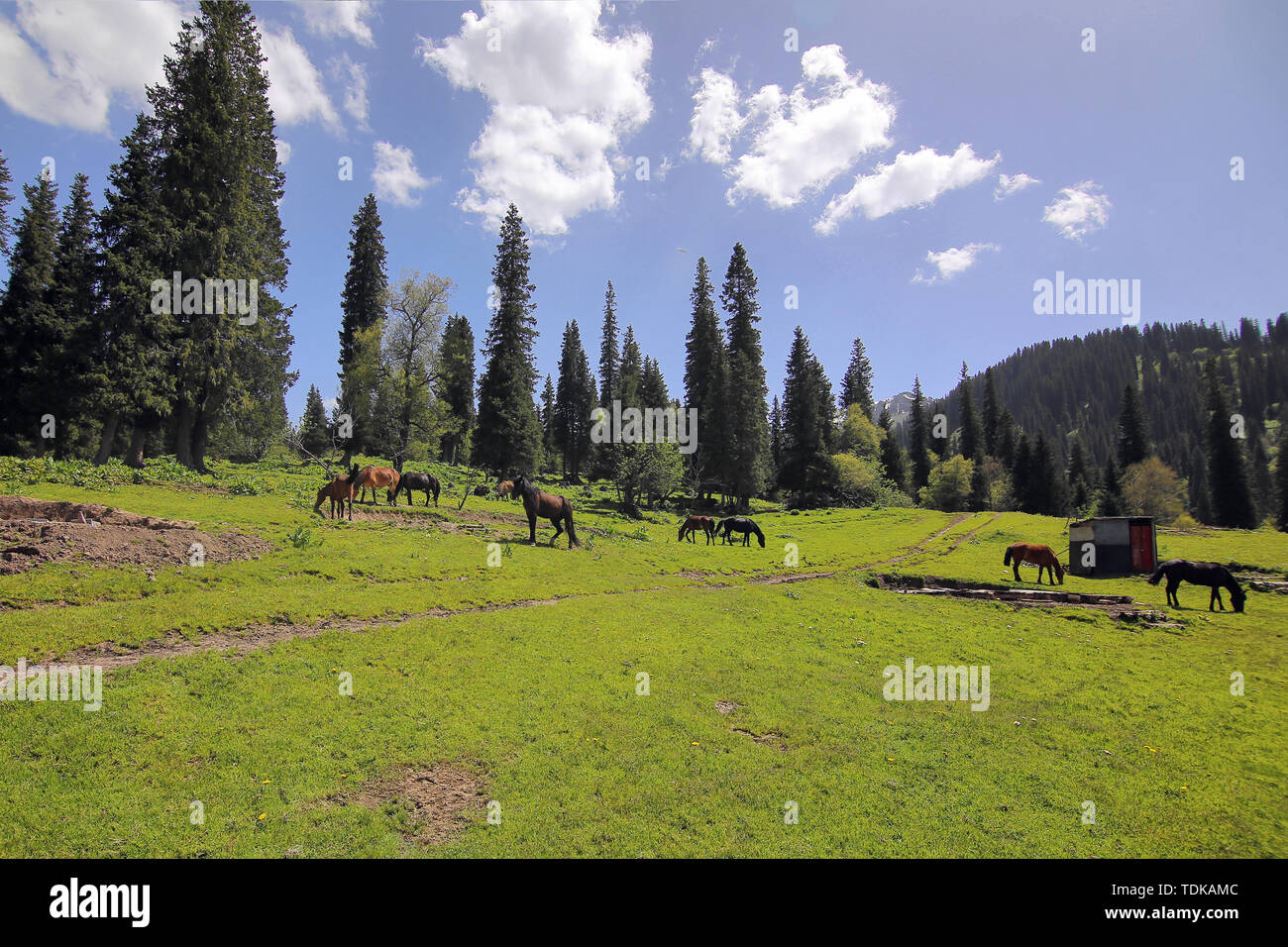 Scenery of Narati Prairie in Yili, Xinjiang Stock Photo - Alamy