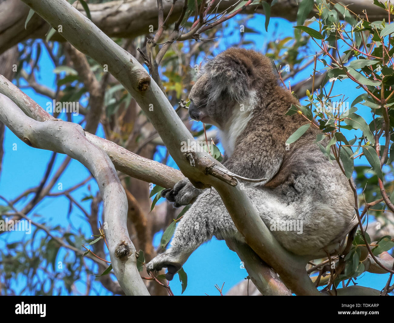a koala sits in an unusual position in a eucalyptus tree near the great ...