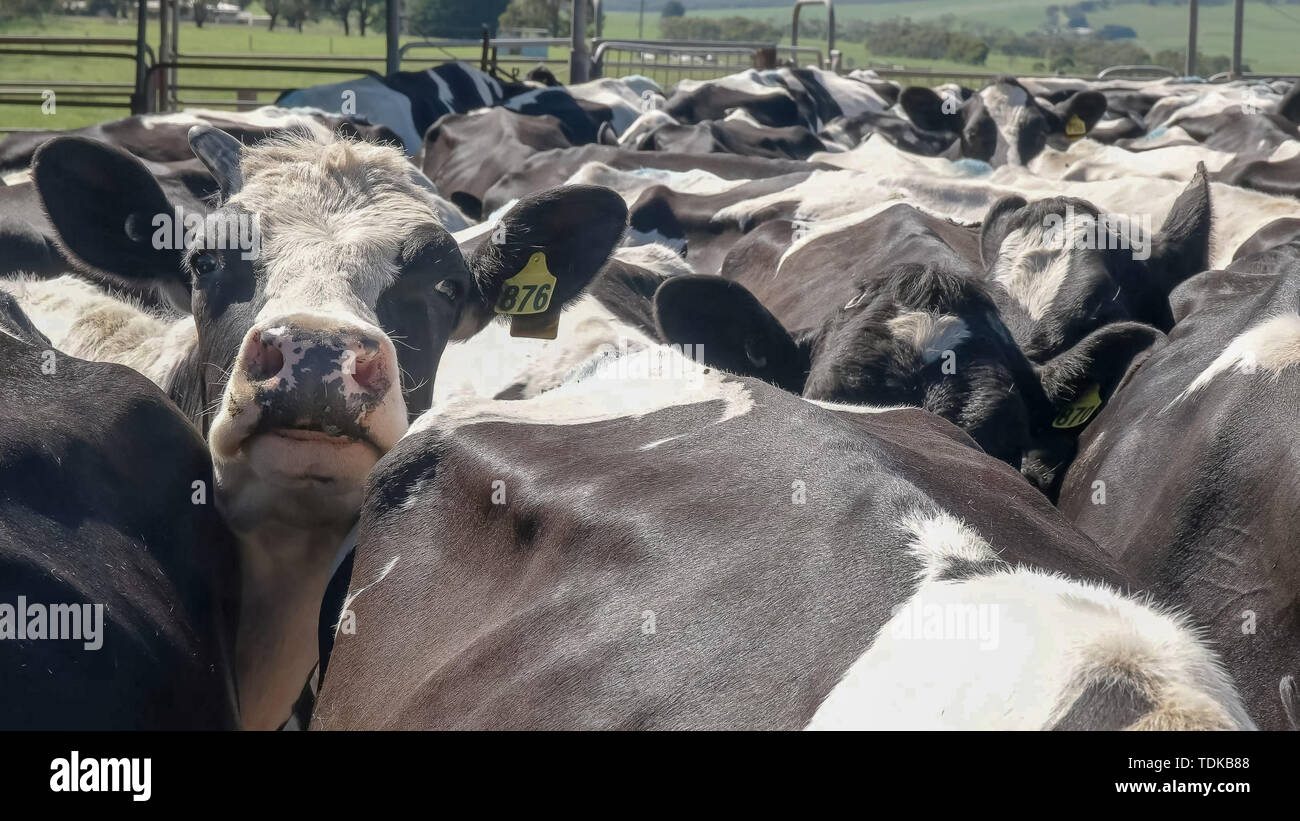 Milking a cow close up hi-res stock photography and images - Alamy