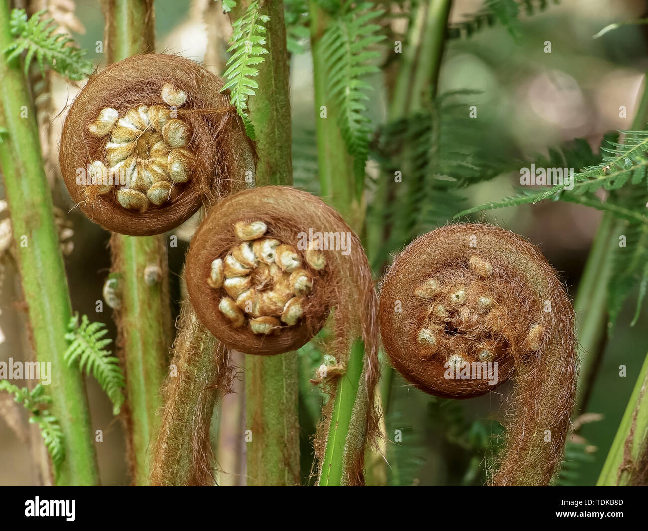 Fern shoots hi-res stock photography and images - Alamy