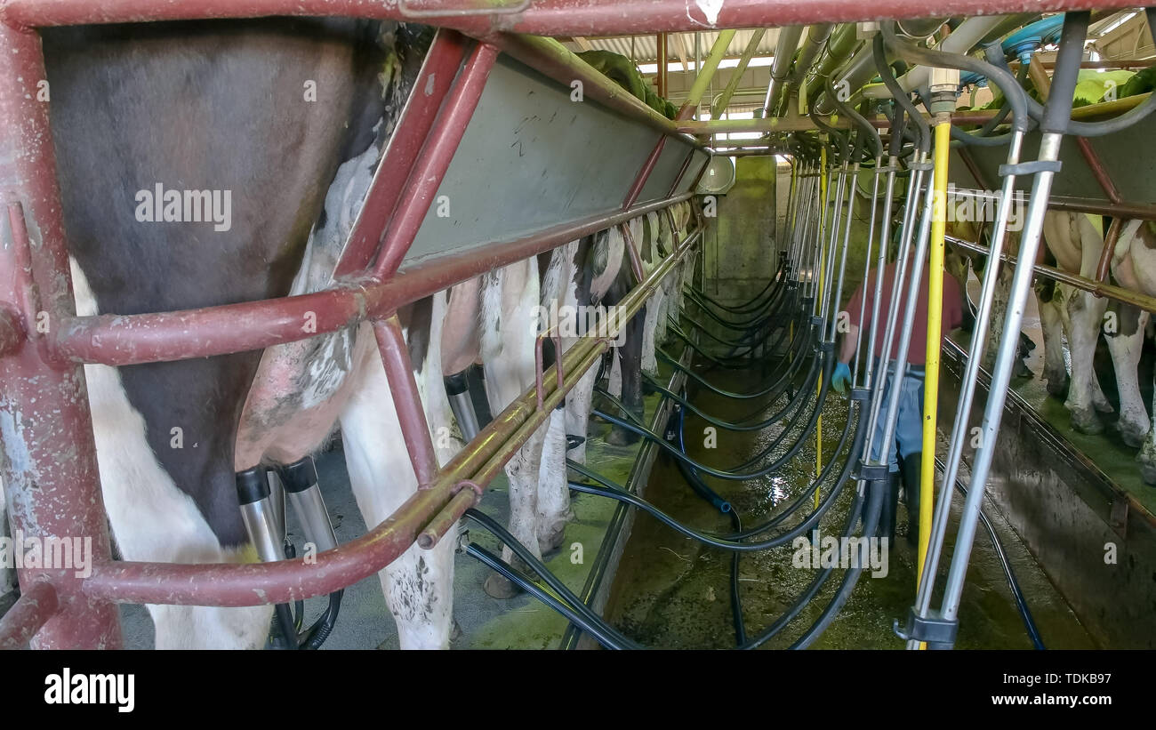 a farmer working milking cows at a dairy farm in victoria, australia ...