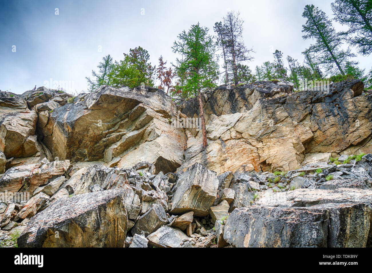 Tree growing on rocky cliffside in BC, Canada Stock Photo - Alamy