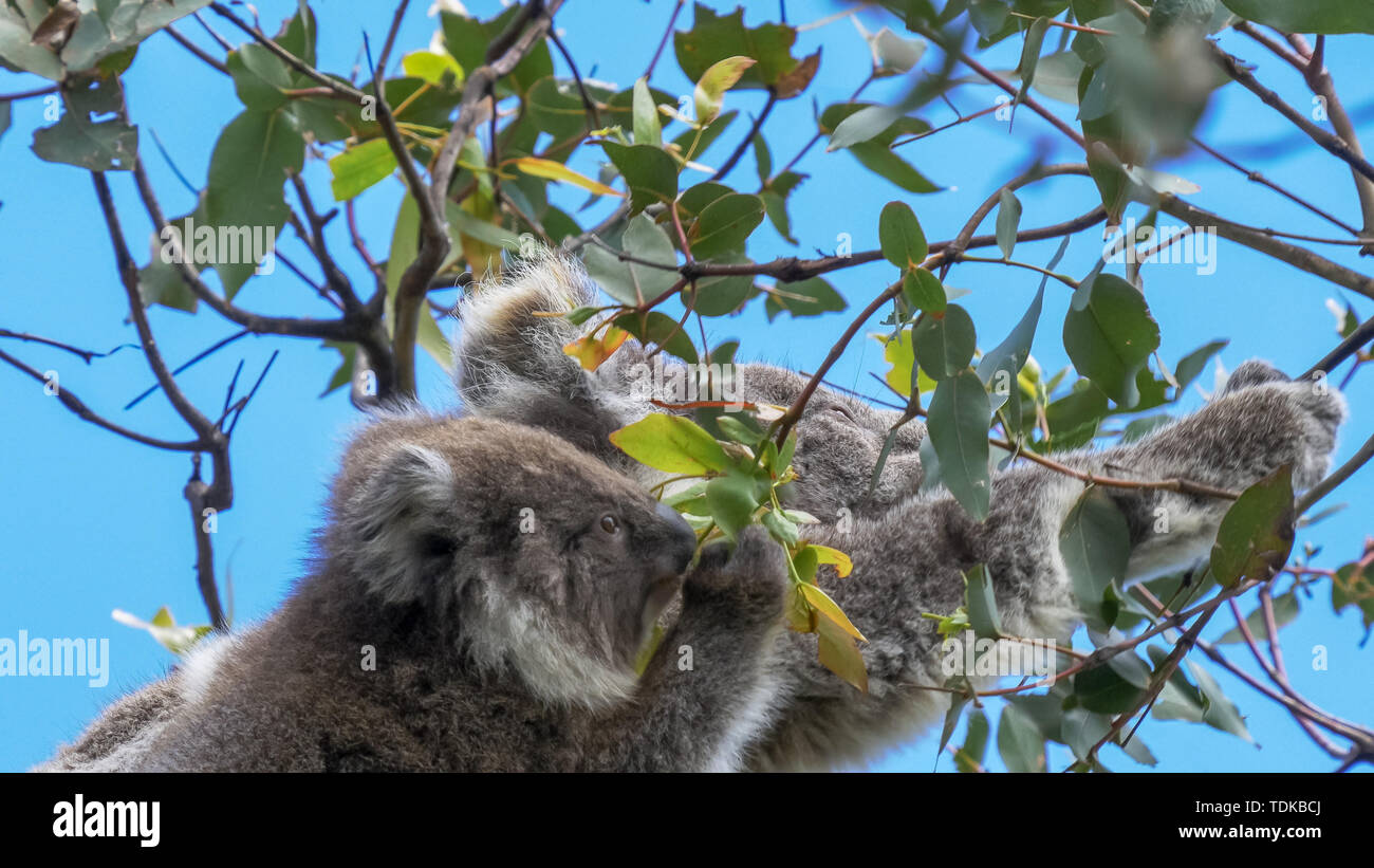 Koala eating eucalyptus leaves hi-res stock photography and images - Alamy