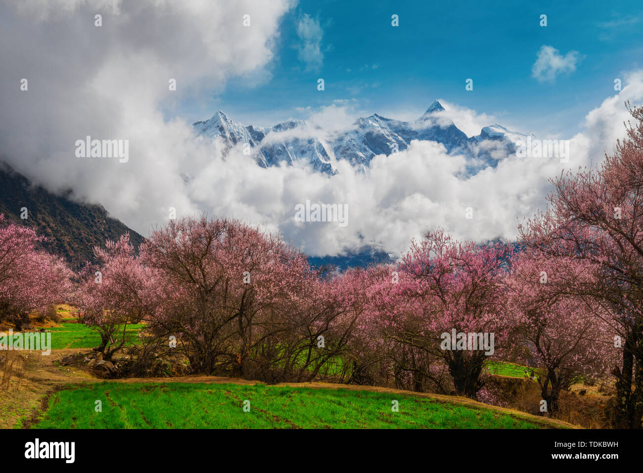 chinji peach blossom Stock Photo - Alamy