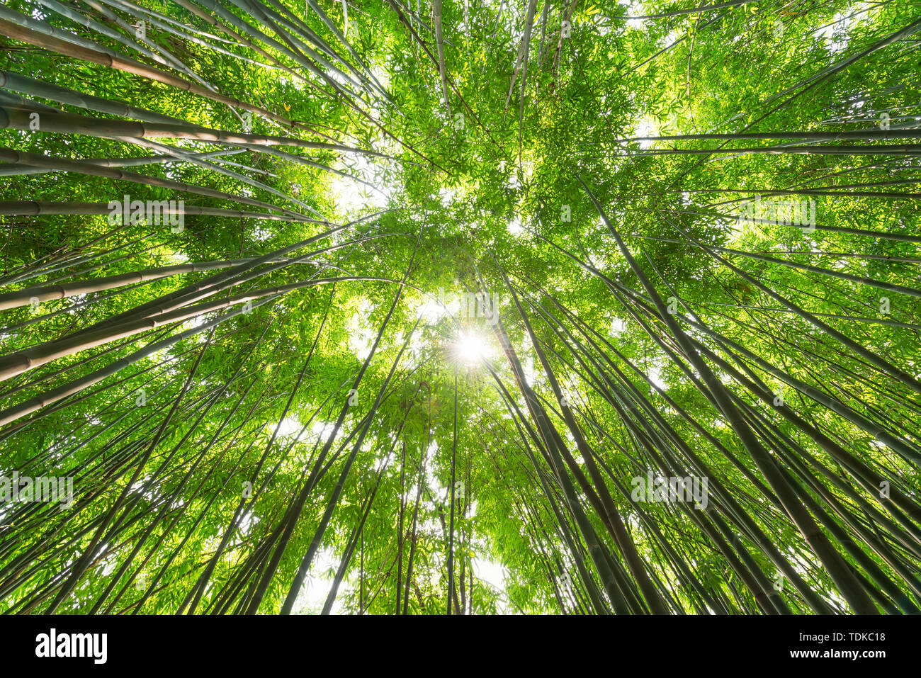 Bamboo Forest in Chengdu, Sichuan Stock Photo - Alamy