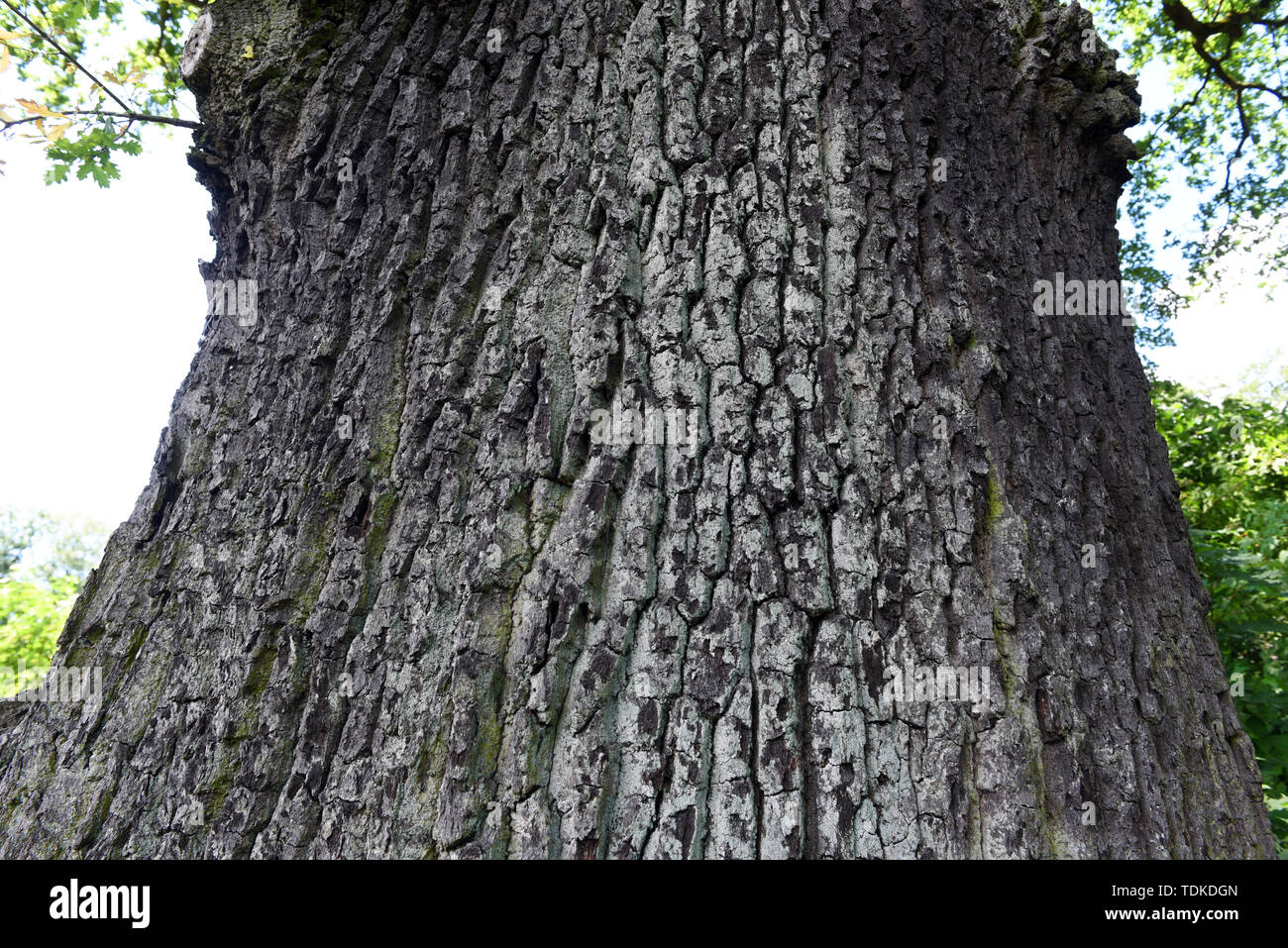 100 year old oak hi-res stock photography and images - Alamy