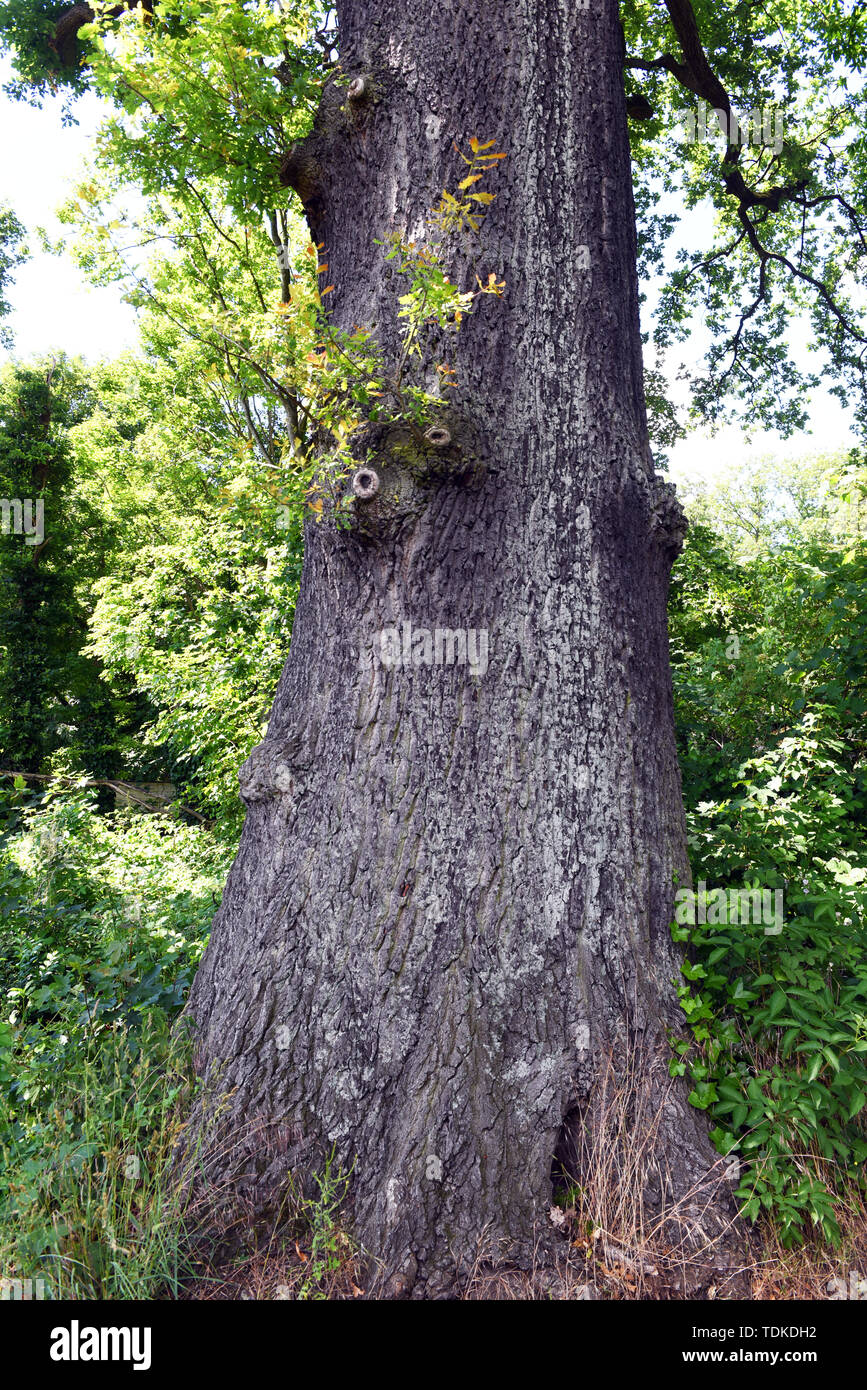 100 year old oak hi-res stock photography and images - Alamy