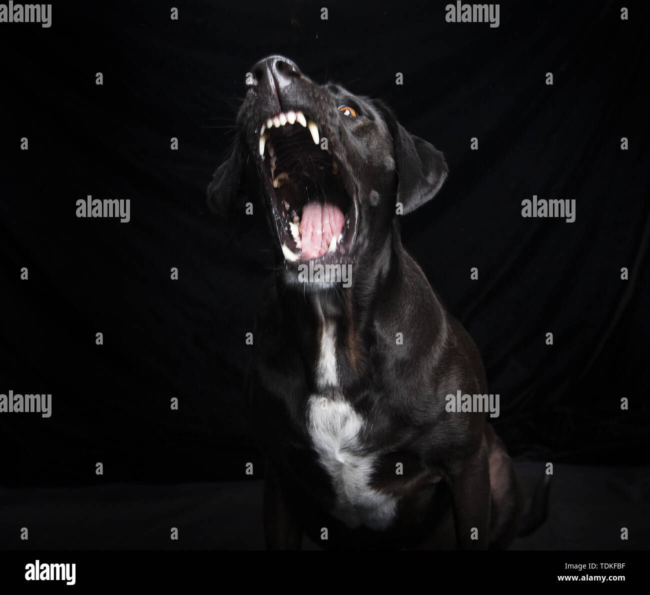 San Diego, California, USA. 16th June, 2019. A mixed labrador retriever and weimaraner rescued ...