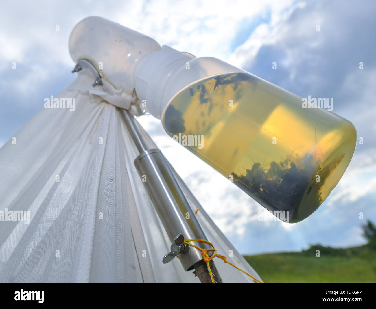 Container insects hi-res stock photography and images - Alamy