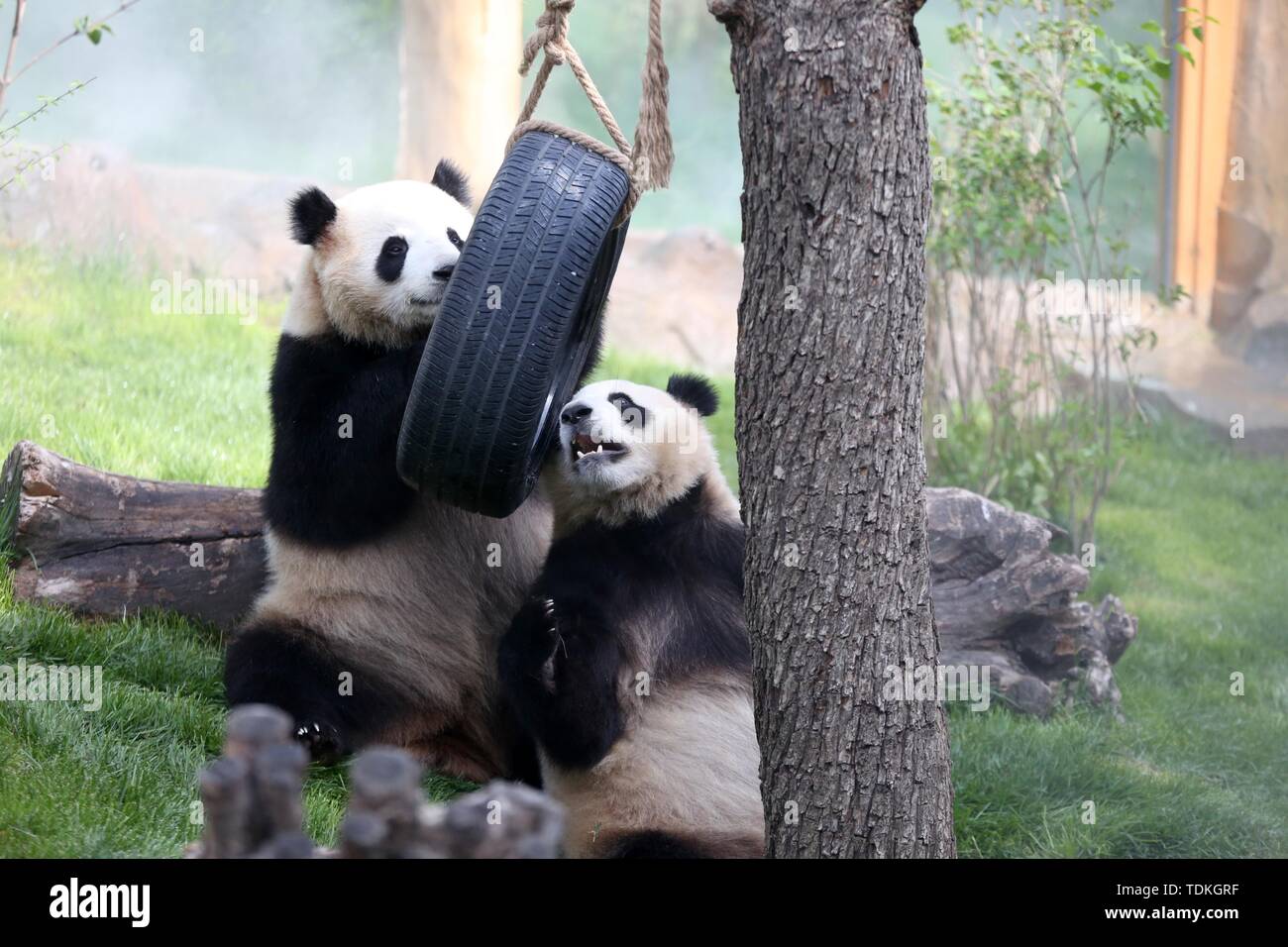 Pandas 16th hi-res stock photography and images - Alamy