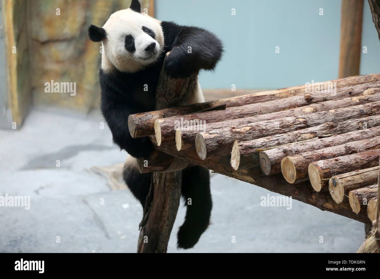 Pandas 16th hi-res stock photography and images - Alamy