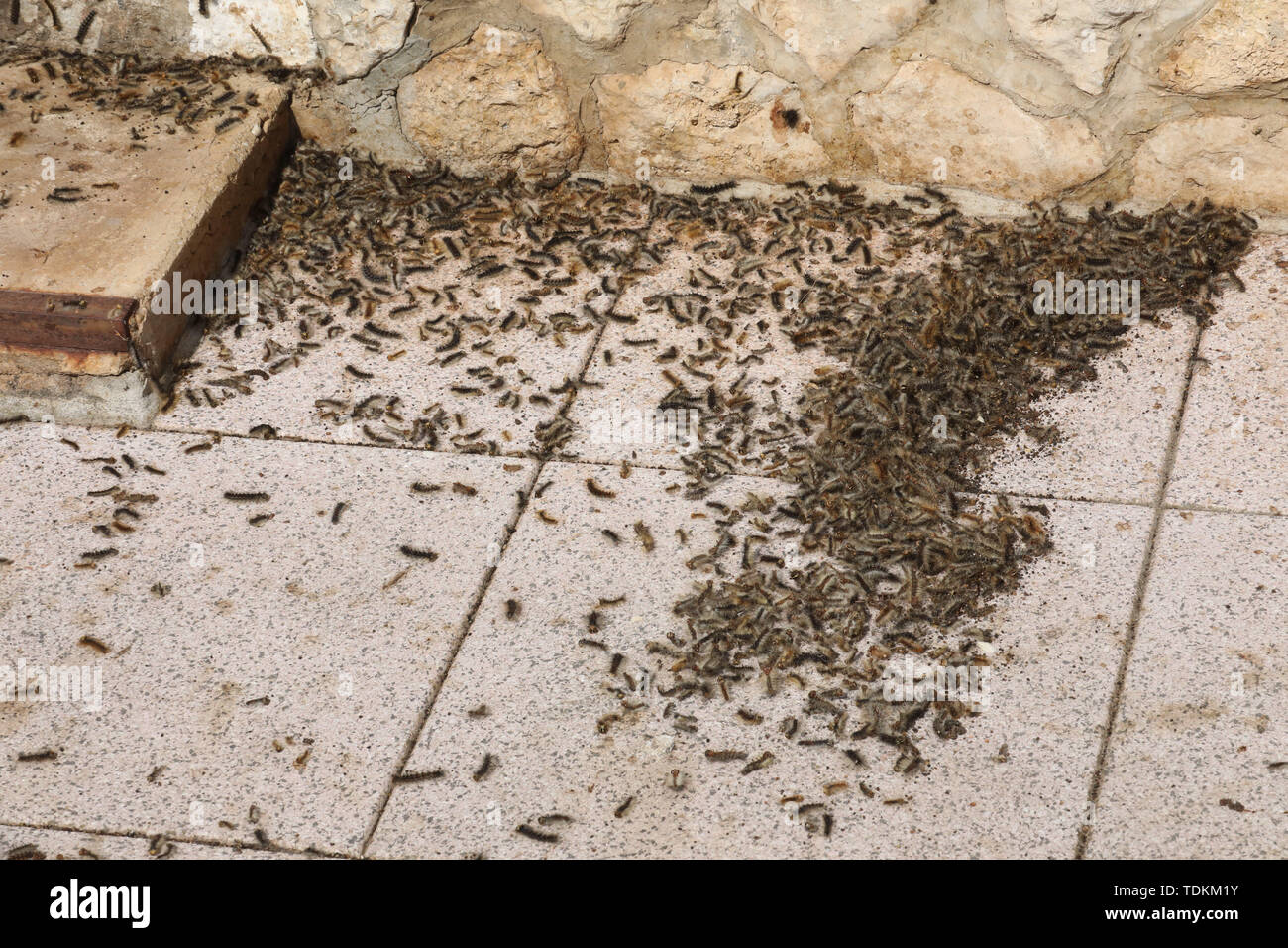 Gera, Germany. 17th June, 2019. Sponge moth caterpillars have attacked ...