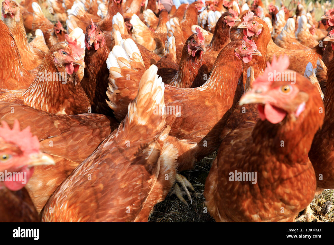Loburg, Germany. 13th June, 2019. Chickens of the "Lohmann Braun ...