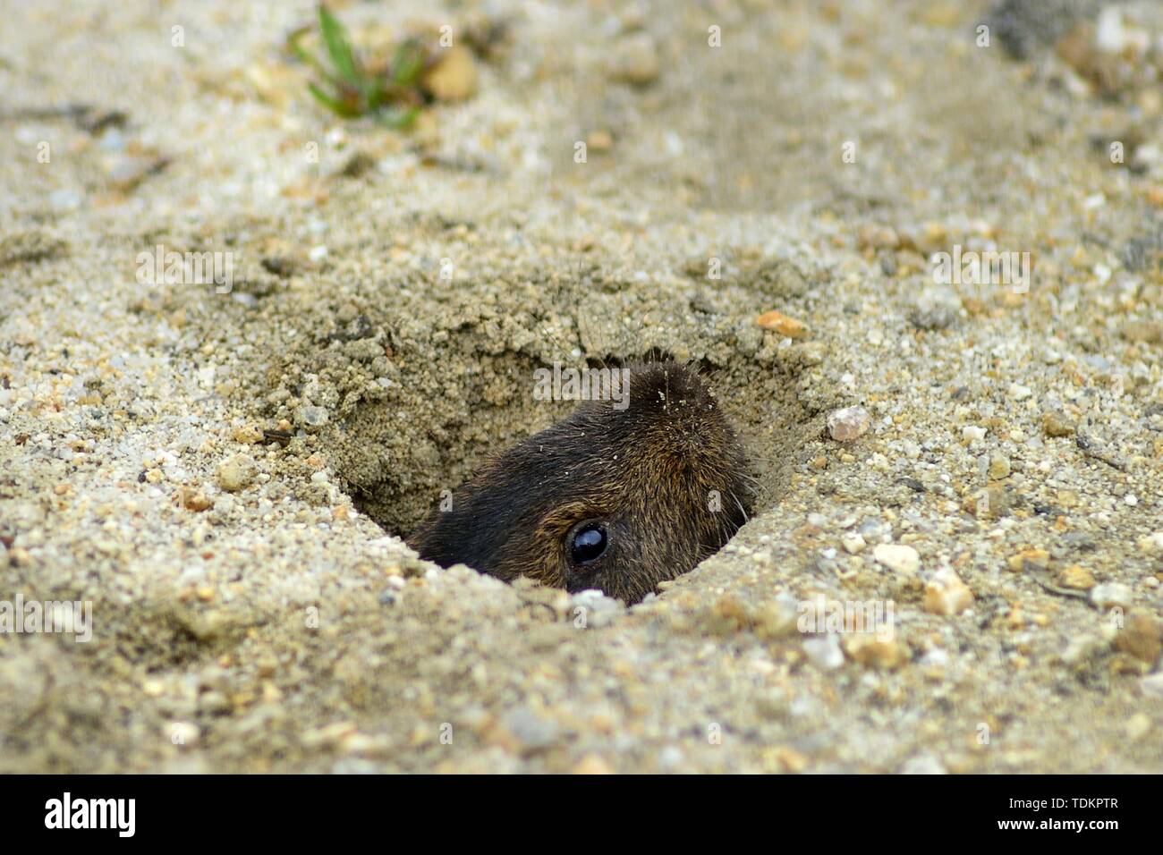 Peeping mouse hi-res stock photography and images - Alamy