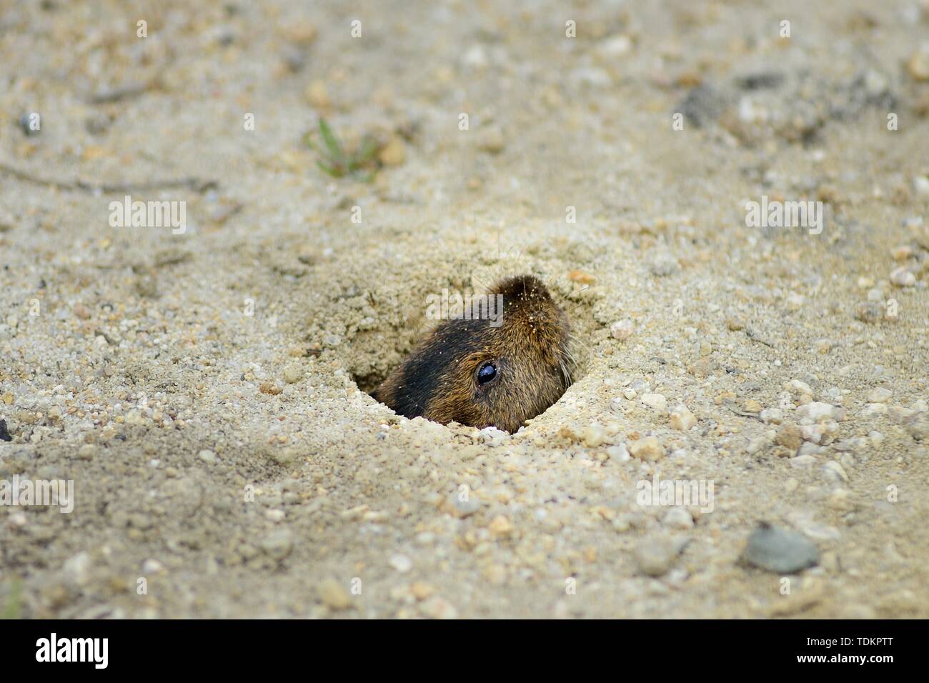 Deer mouse hi-res stock photography and images - Alamy