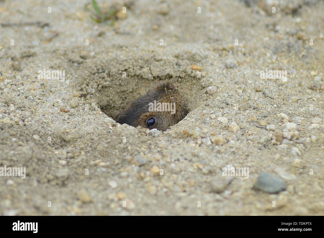 Deer mouse nest hi-res stock photography and images - Alamy