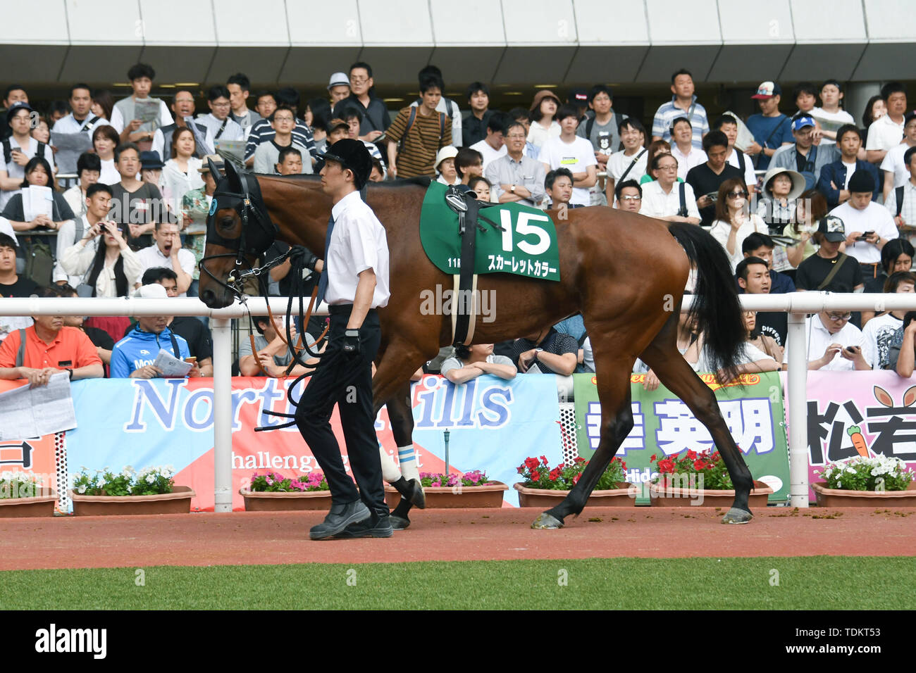 Hyogo, Japan. 9th June, 2019. Scarlet Color Horse Racing : Scarlet ...