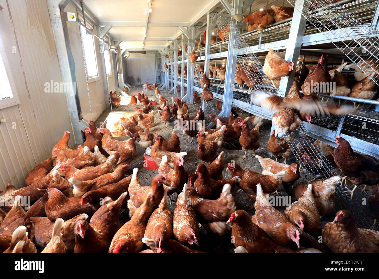 Loburg, Germany. 13th June, 2019. Lohmann Braun" chickens are kept in ...