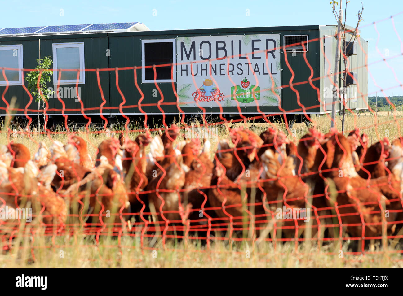 Loburg, Germany. 13th June, 2019. Chickens of the "Lohmann Braun ...