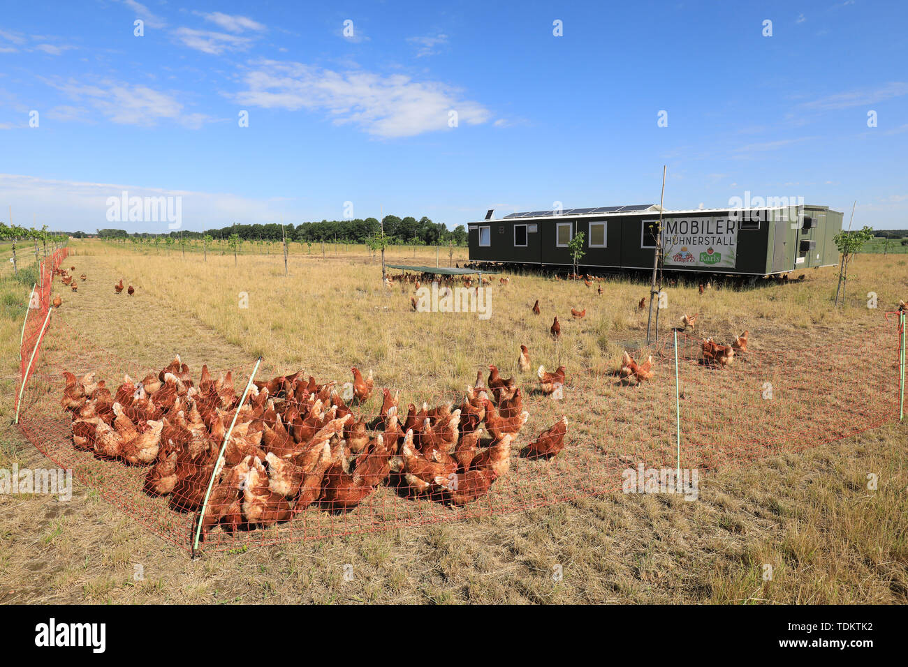 Lohmann chicken hi-res stock photography and images - Alamy