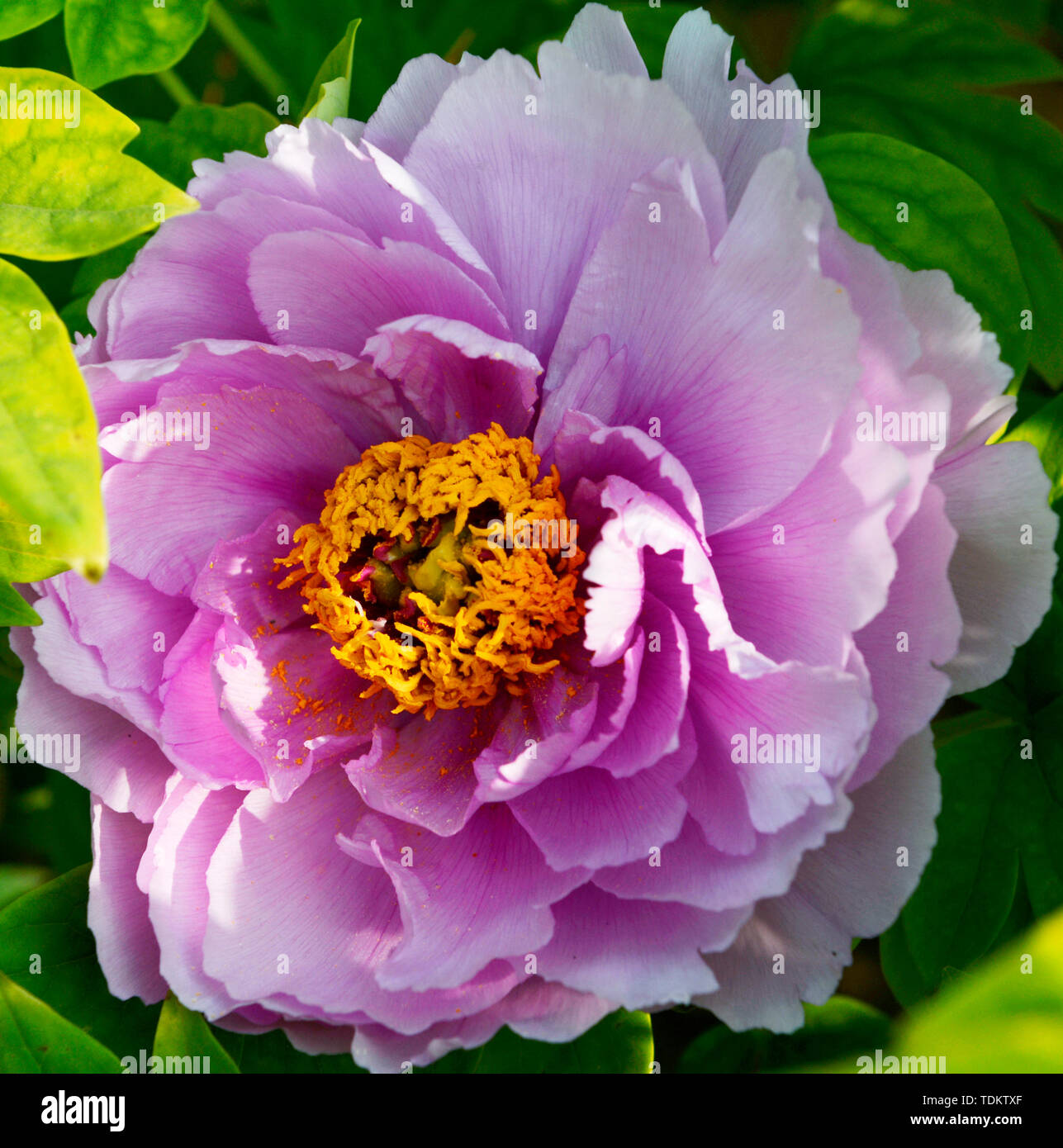 Peony map hi-res stock photography and images - Alamy