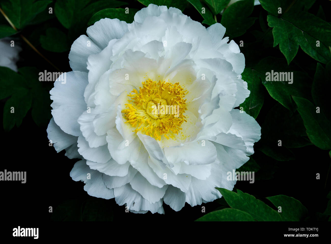 Luoyang peony map Stock Photo - Alamy