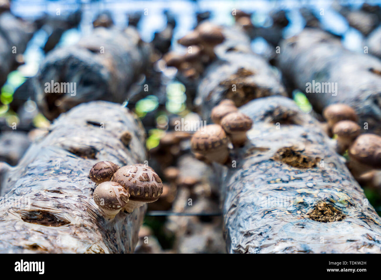 Greenhouse mushrooms hi-res stock photography and images - Alamy