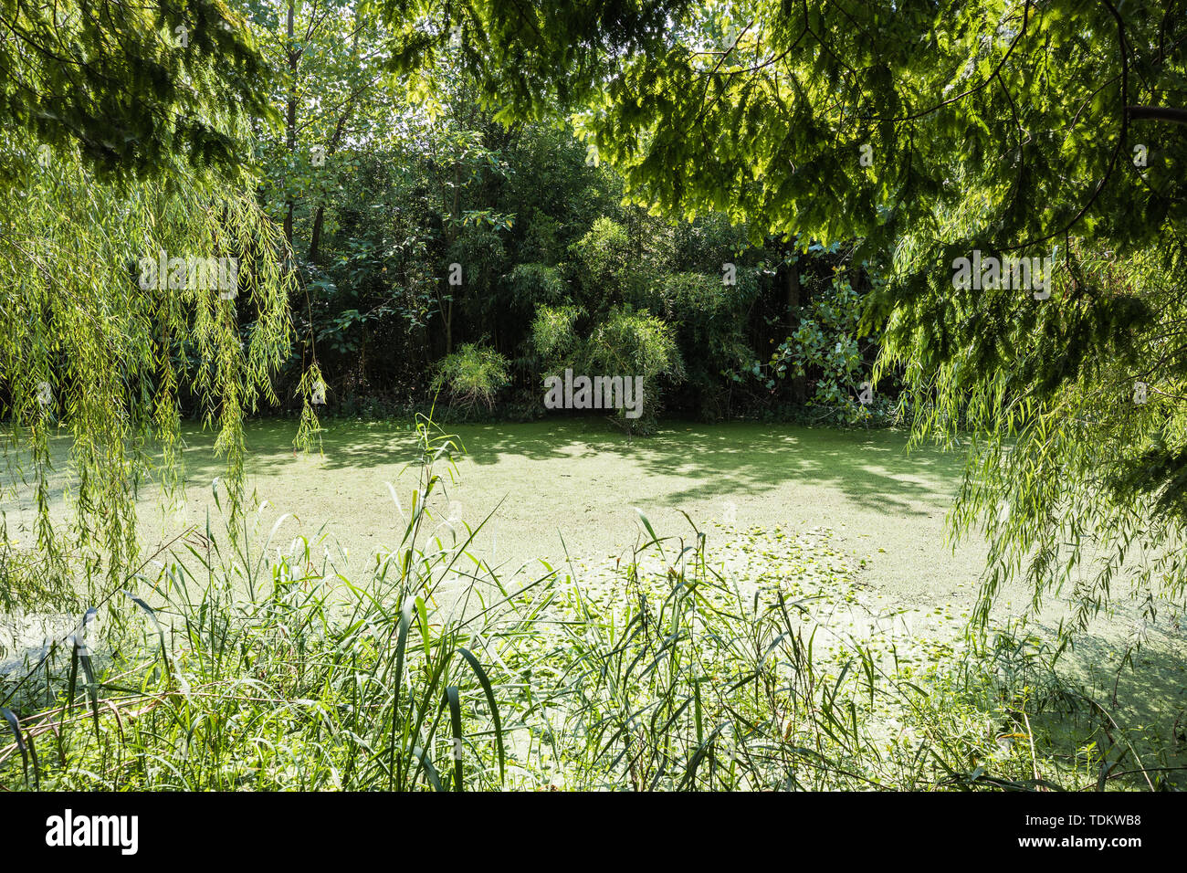 Photographed at Baoying Lake National Wetland Park, Yangzhou, September ...