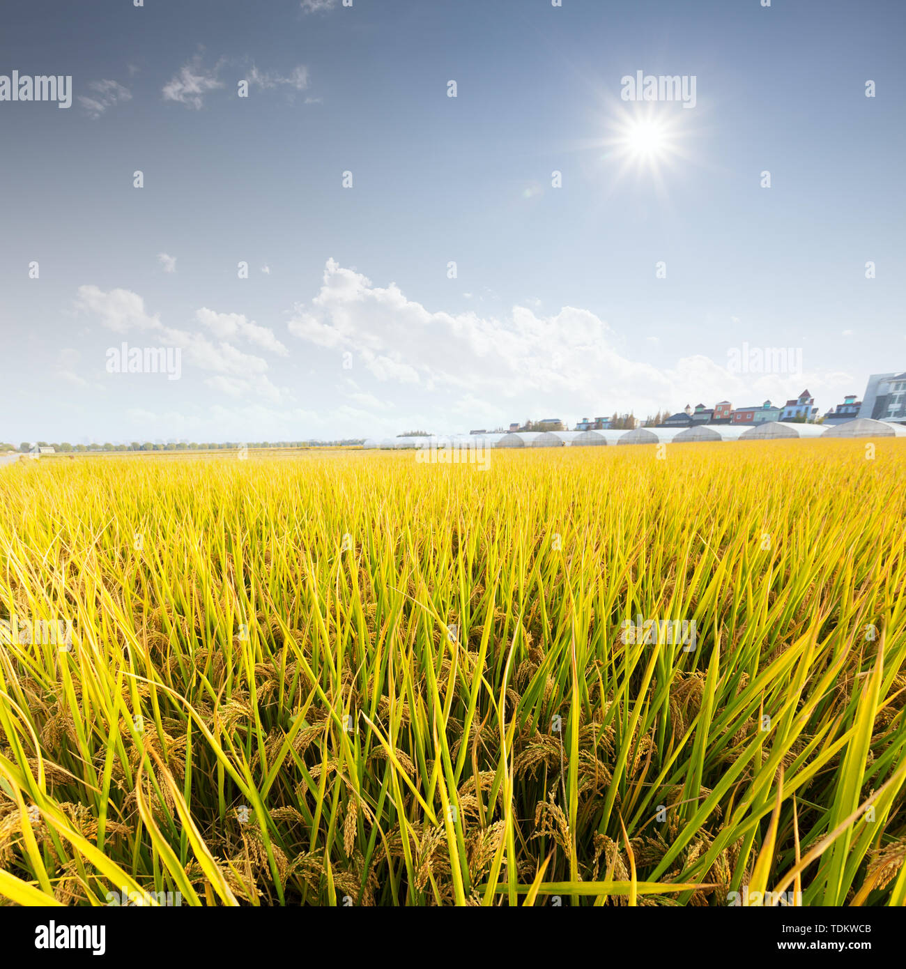 Rice field in the sunshine Stock Photo - Alamy