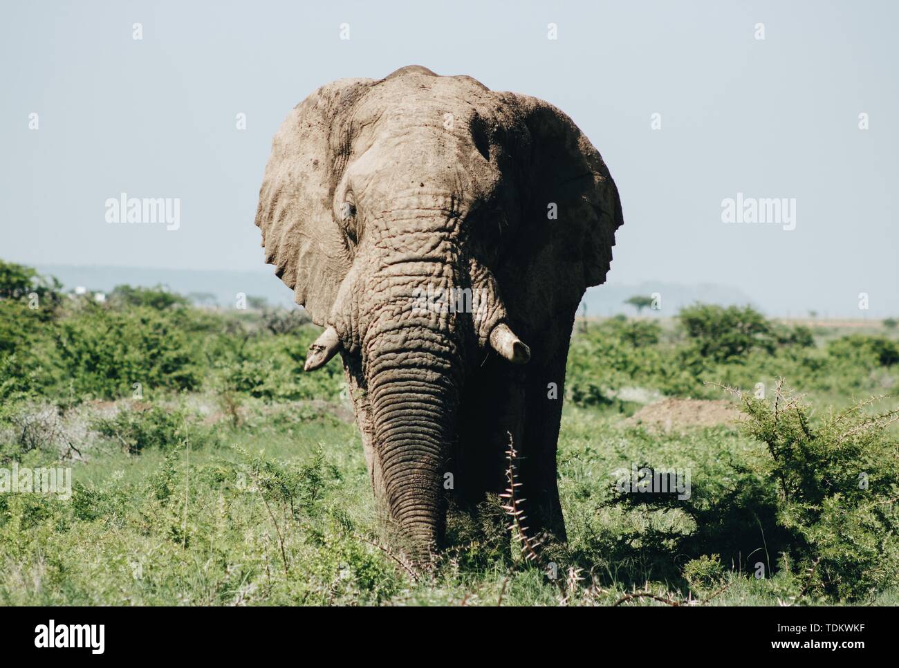 Domesticate elephants hi-res stock photography and images - Alamy