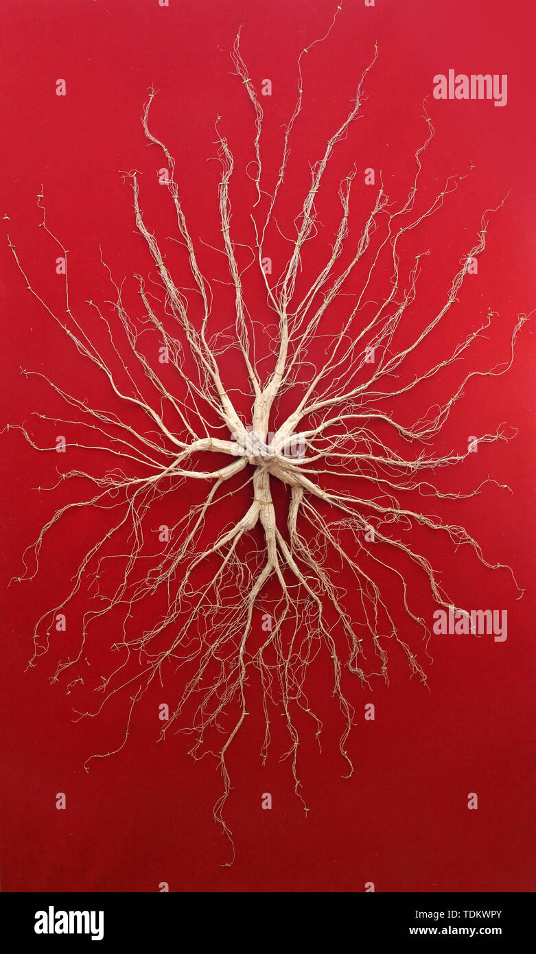 Ginseng (party goods Stock Photo - Alamy