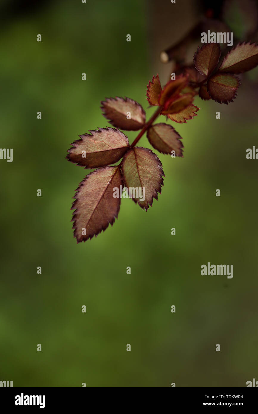 Red rose leaf background Stock Photo - Alamy