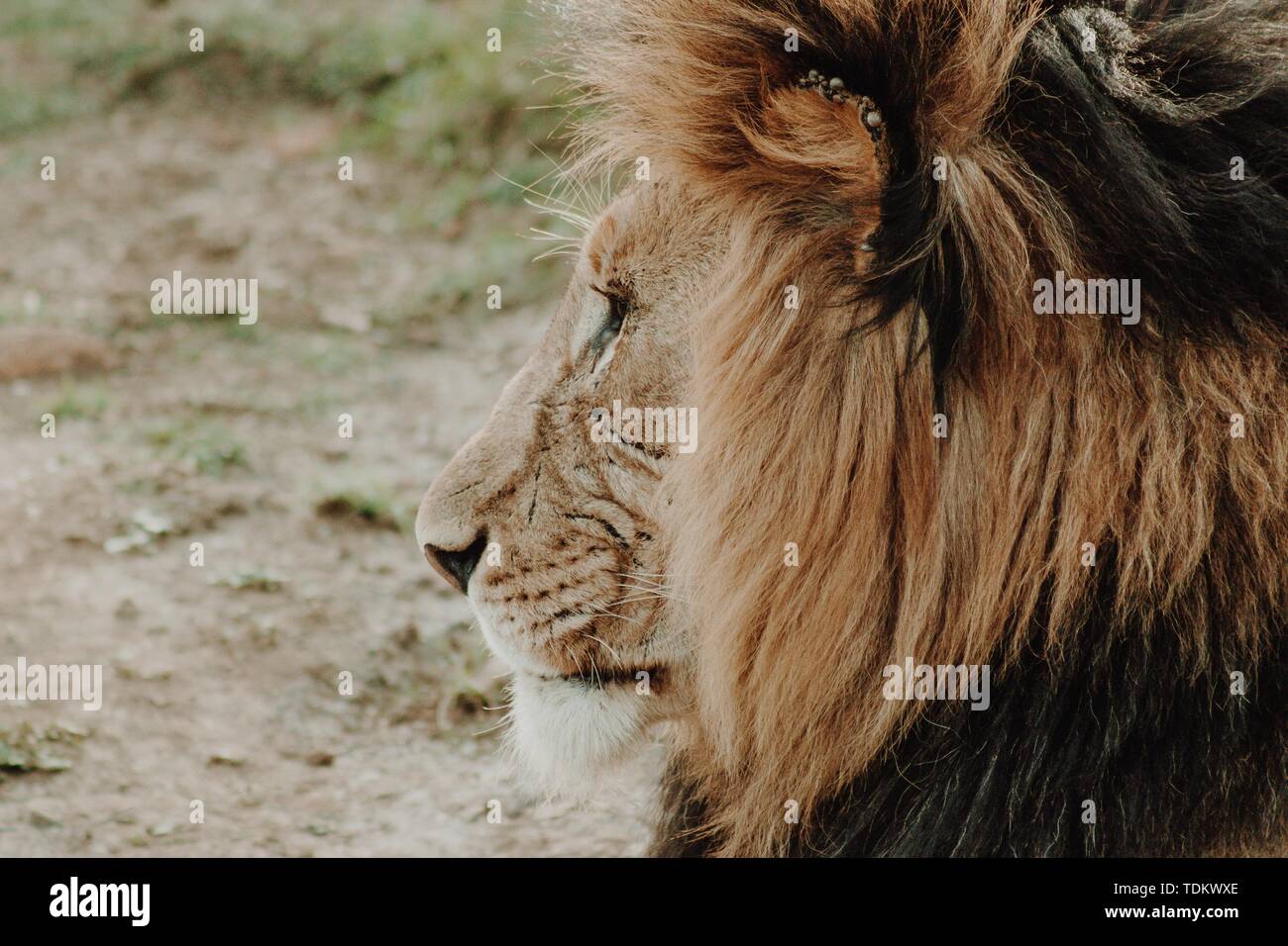 Male lion head shot profile hi-res stock photography and images - Alamy