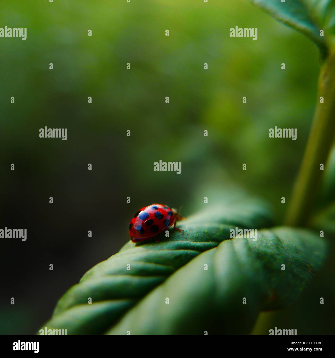 Outdoor pearls and insects hi-res stock photography and images - Alamy