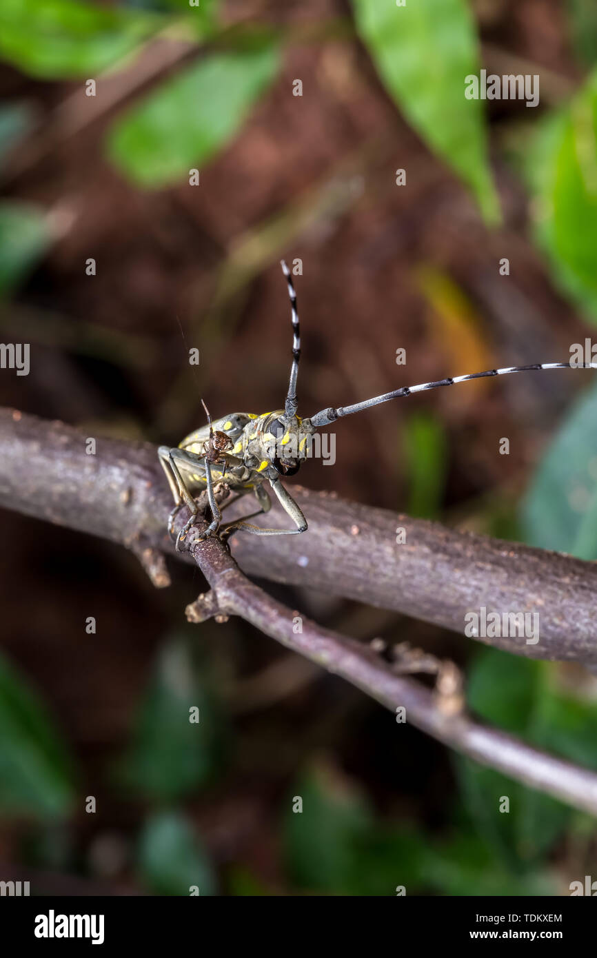 Huang Xing Tian Niu Stock Photo - Alamy