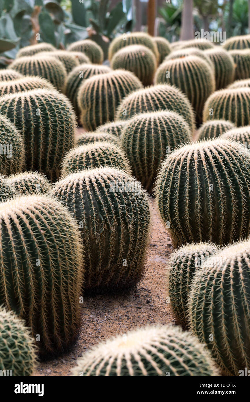 Plants and tropical sandy plants and cactus hi-res stock photography ...