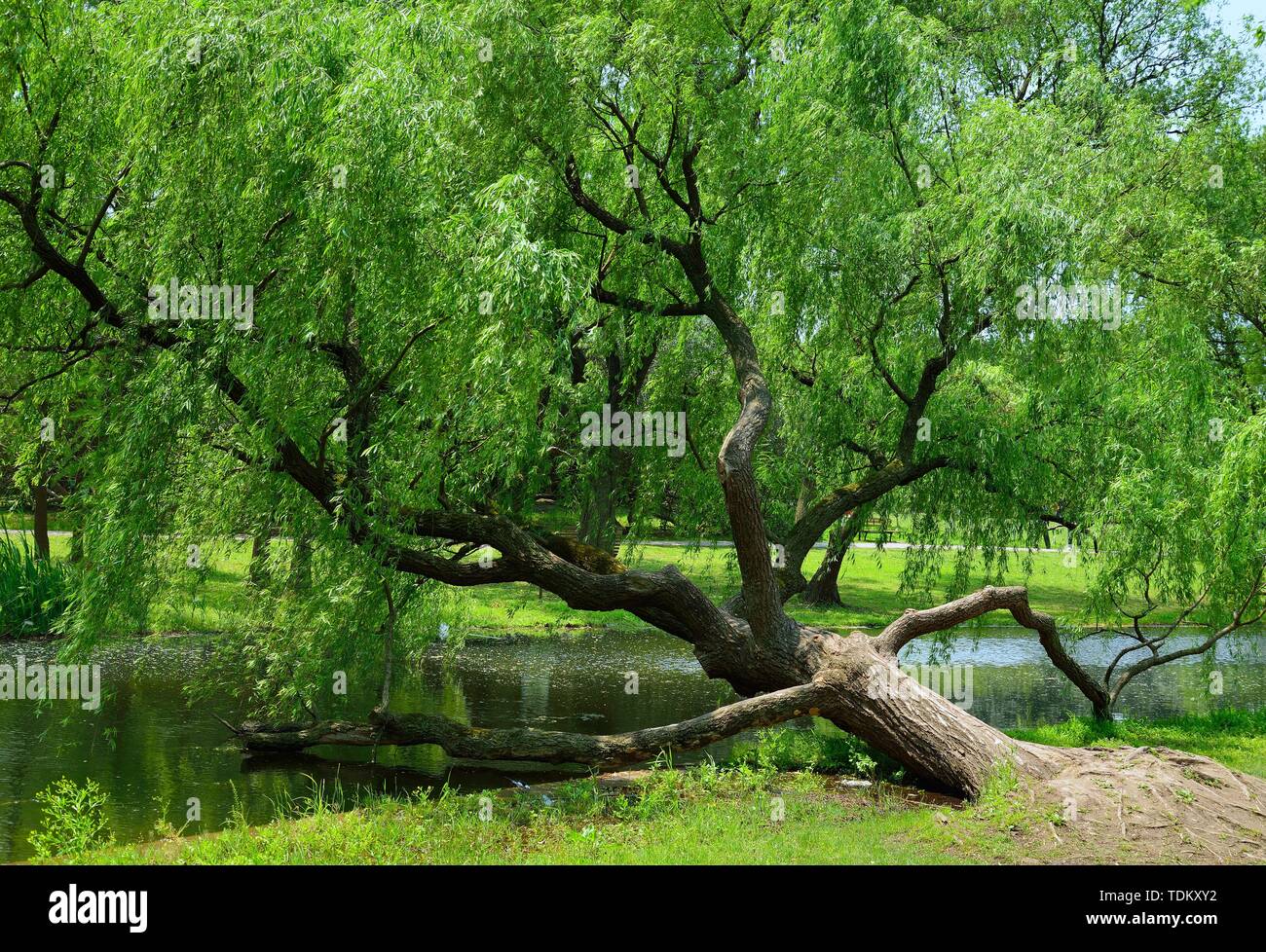 Big trees by the river Stock Photo - Alamy