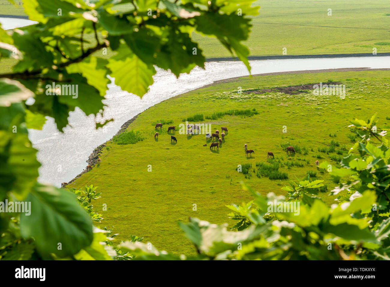Herds on the prairie Stock Photo - Alamy