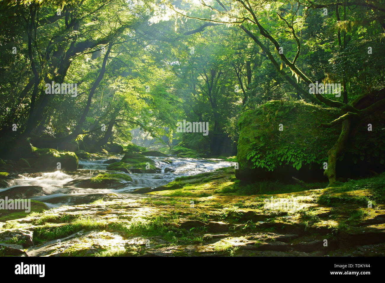 Kikuchi Gorge, Kumamoto Prefecture, Japan Stock Photo - Alamy
