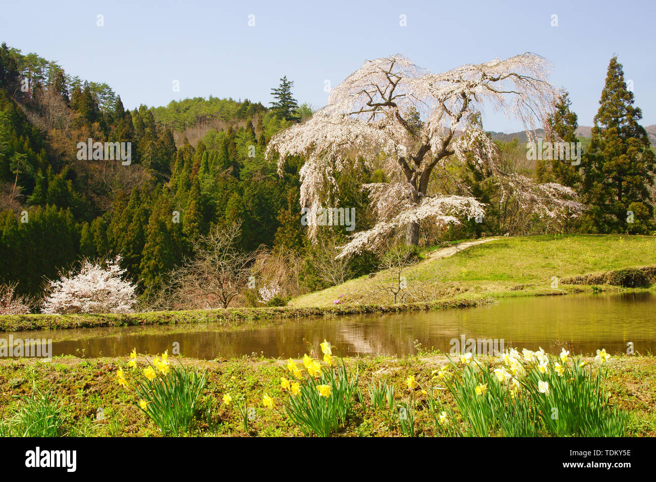 Weeping cherry tree in Yoichino, Hiroshima Prefecture, Japan Stock ...