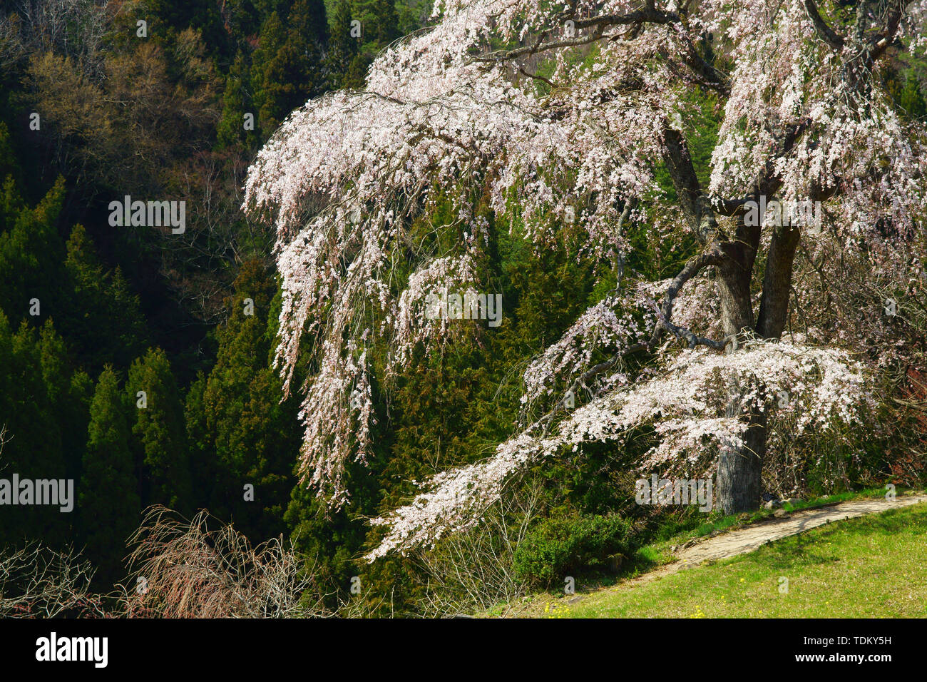 Weeping cherry tree in Yoichino, Hiroshima Prefecture, Japan Stock ...