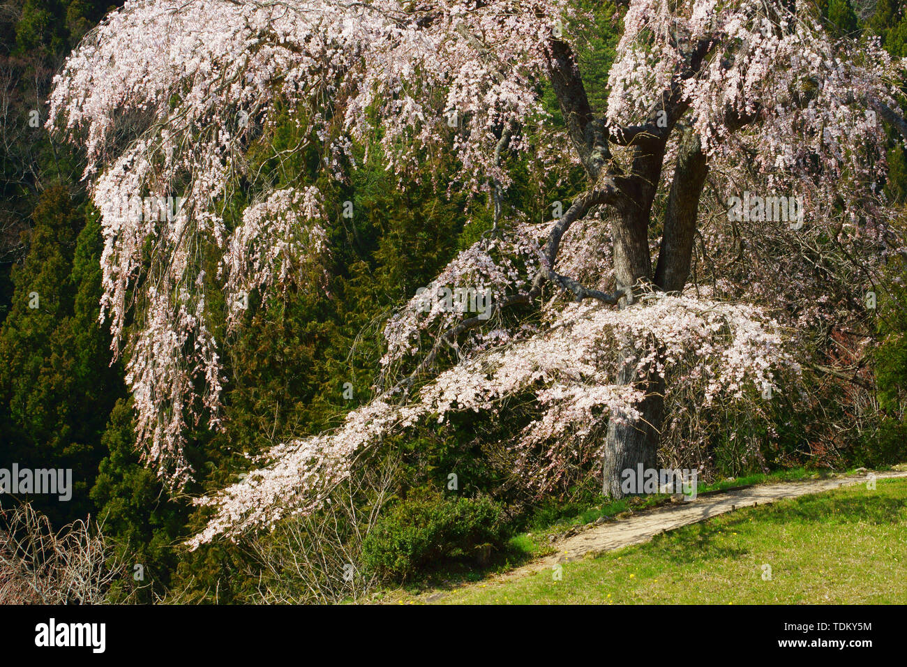 Weeping cherry tree in Yoichino, Hiroshima Prefecture, Japan Stock ...