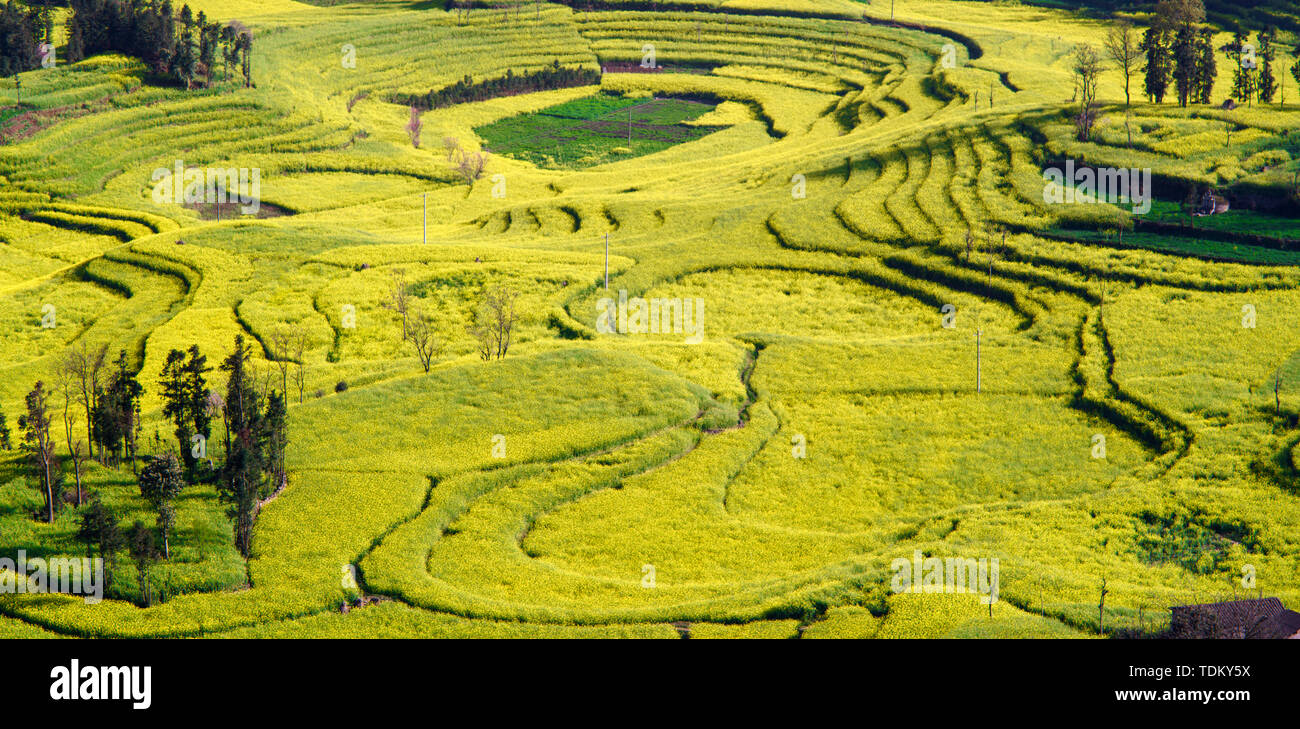 Map of Luoping rapeseed screws field Stock Photo - Alamy