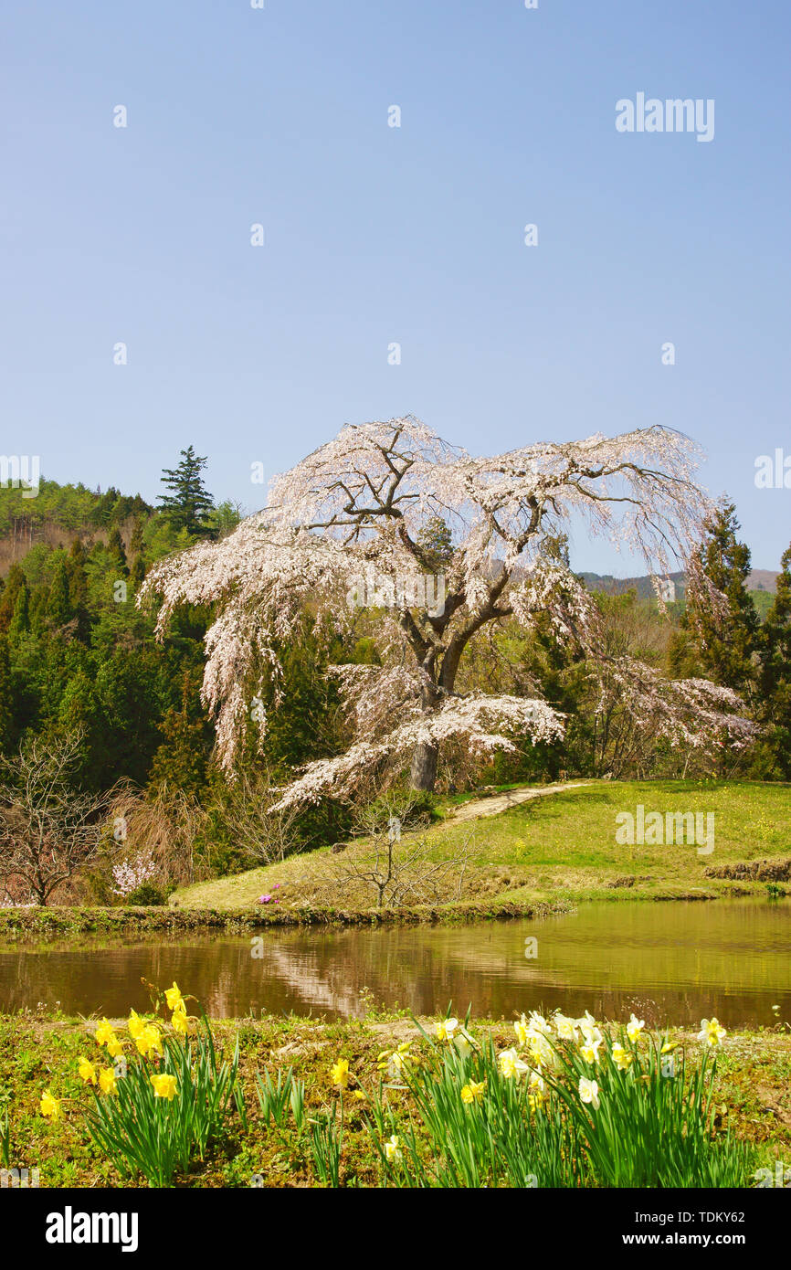 Weeping cherry tree in Yoichino, Hiroshima Prefecture, Japan Stock ...