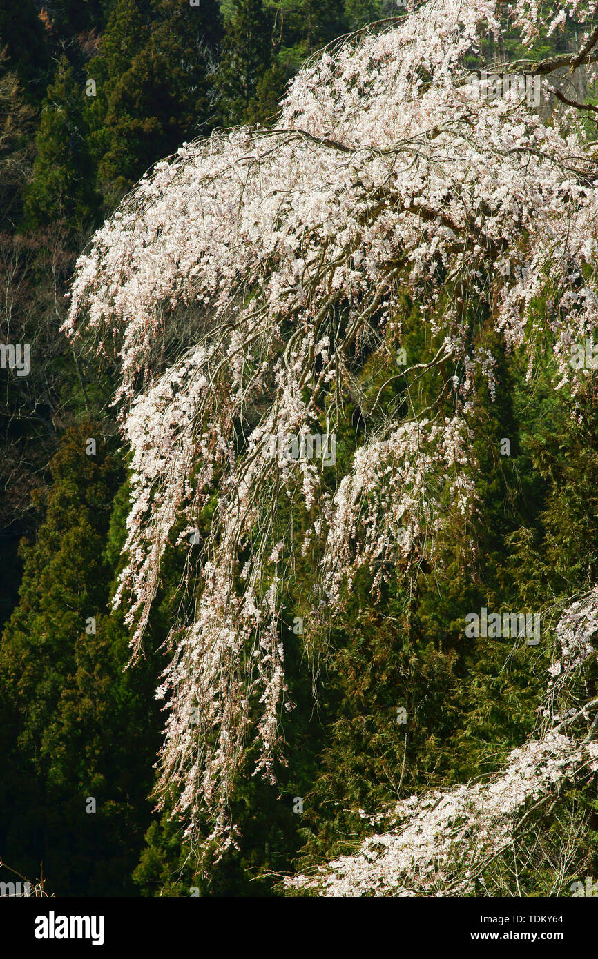 Weeping cherry tree in Yoichino, Hiroshima Prefecture, Japan Stock ...